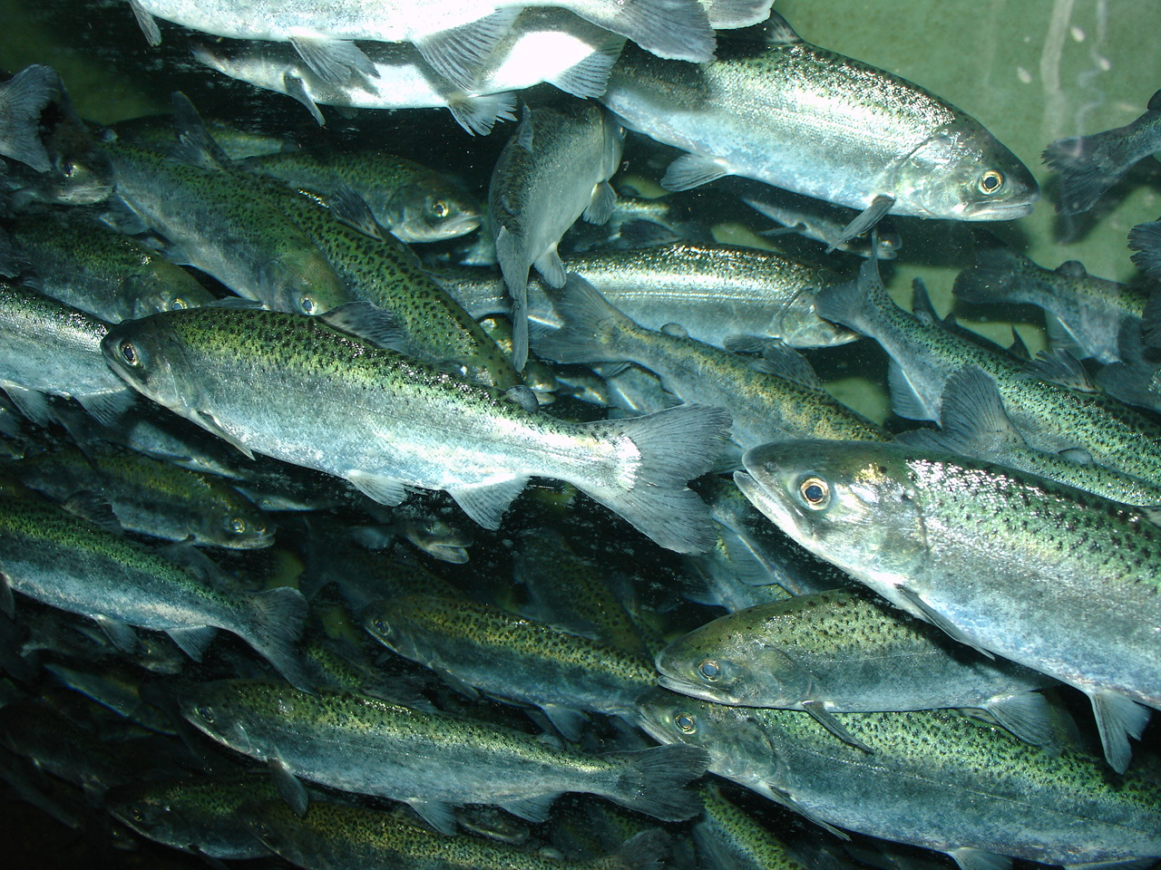 Chinook Salmon Smolt